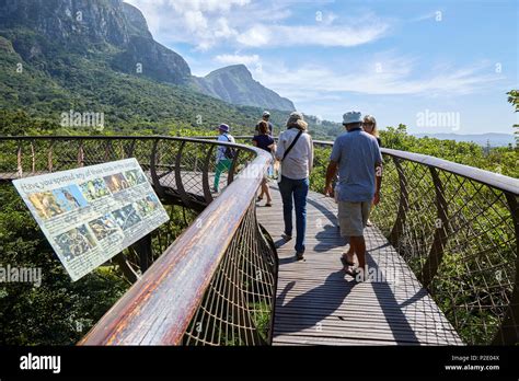 Boomslang Tree Canopy Walkway In Kirstenbosch Botanical Garden Stock
