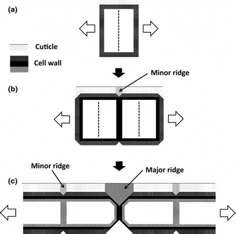 Sketch Illustrating The Cell Division Of The Epidermal Cells And The Download Scientific