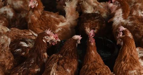 Bird Flu In Cornwall Spreading As Cases Confirmed In Poultry In New