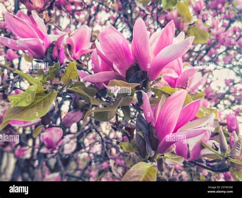 A Close Up Photograph Captures A Cluster Of Delicate Pink Magnolia