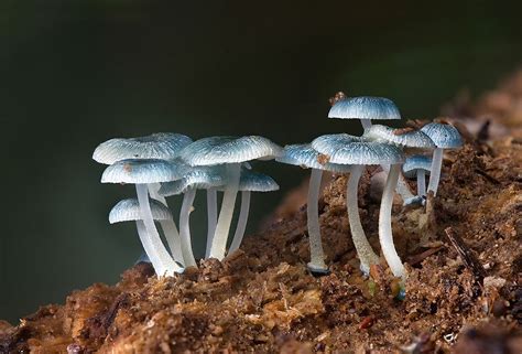 Difference Between Detritivores And Decomposers Definition Function