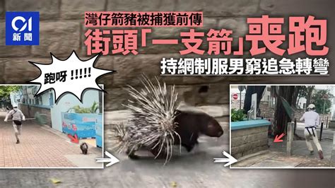 灣仔箭豬．前傳｜箭豬「一支箭」小路喪跑 持網男窮追轉彎要煞掣