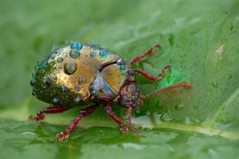 Free Images Nature Flower Summer Wildlife Green Insect Fauna Invertebrate Close Up
