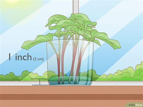 How To Grow A Sweet Potato Vine Houseplant Care And Display Tips