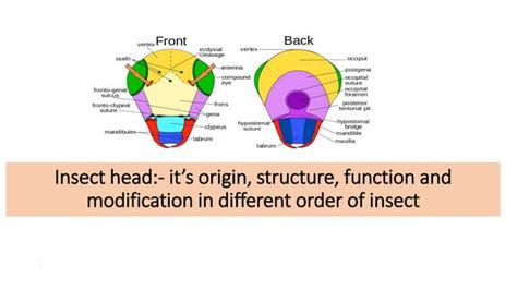 Insect Abdomenits Segmentation And Appendagesstructurefunction And