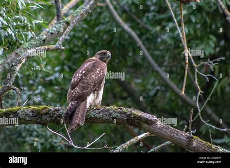 A Red Tailed Hawk In A San Francisco Bay Are Park Making An Appearance