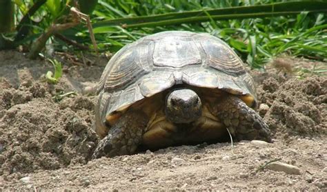 Marginated Tortoise The Animal Facts Appearance Diet Behavior