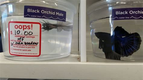 Exposé Filth Sickness And Death For Betta Fish At Petco Peta