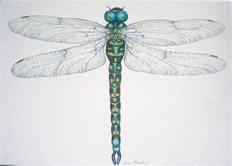 Spatterdock Dragonfly Art Print For Sale By Tamara Clark Artofit