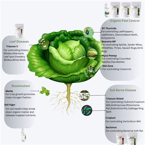 Biological Control Methods For Cabbage Pests And Diseases