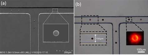 A Sem Image Of The Dye Doped Polystyrene Microsphere With Diameter