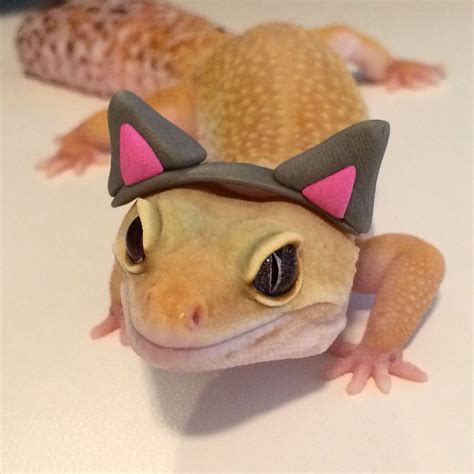 Pin By Drill On Gecko Cute Lizard Cute Reptiles Cute Gecko