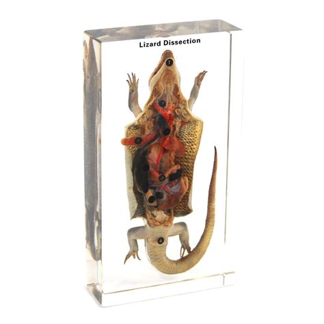 Lizard Dissection Specimen Kit Geyer Instructional Products