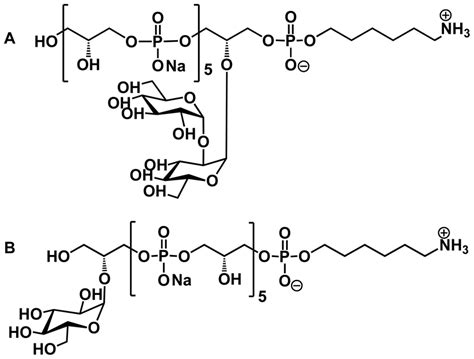 Structure Of Synthetic Teichoic Acid Hexamers Wh5 A And Wh7 B Download Scientific Diagram