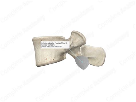 Inferior Articular Facets Of Fourth Lumbar Vertebra Complete Anatomy
