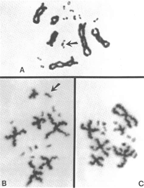 Figure 5 From Karyotypes Of The Five Monotypic Species Groups Of