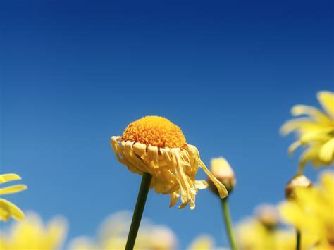 배경 화면 햇빛 자연 하늘 들 노랑 화분 플로라 꽃잎 목초지 야생화 x 픽셀 대초원 생기게 하다 육상 식물 꽃 피는 식물 매크로