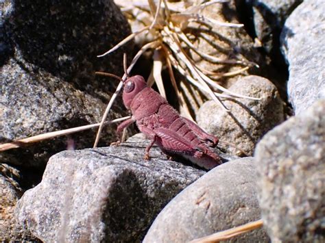 ‘special Pink Grasshopper Timaru Courier