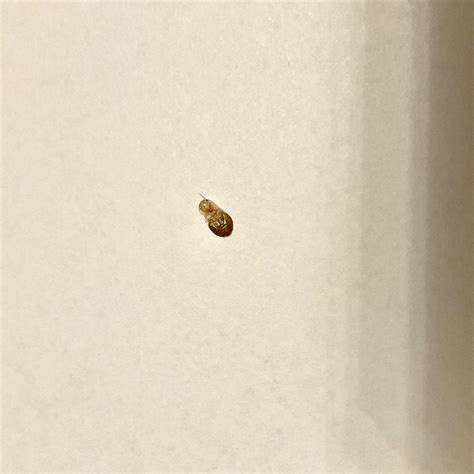 Bed Bug Nymph Or Small Roach Rwhatsthisbug