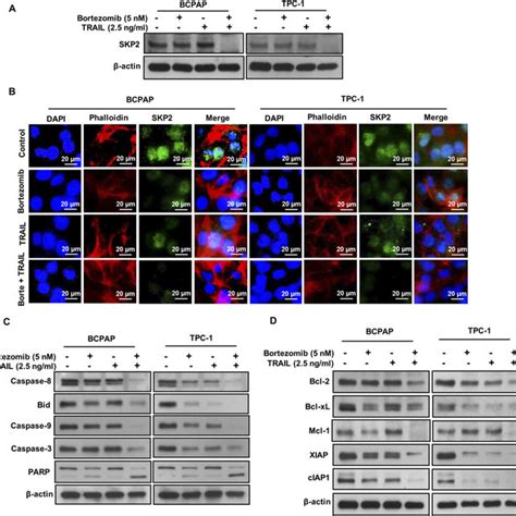 Downregulation Of Skp2 Leads To Cleavage Of The Caspase Cascade In Ptc Download Scientific