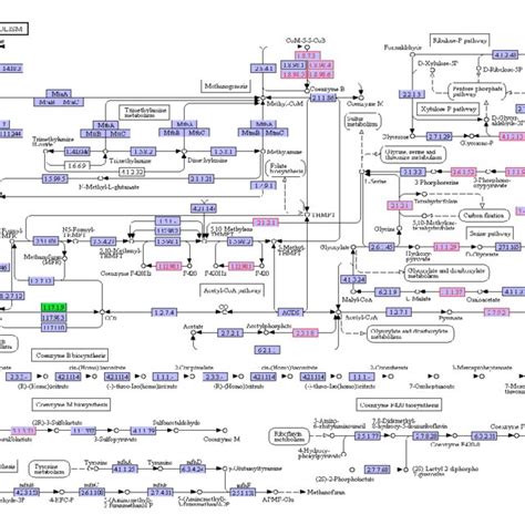 Comparison Of Potential Methane Production A Methanogenic Abundance