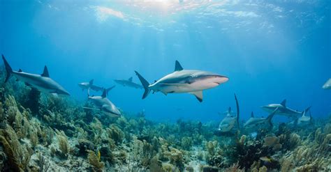 Sharks Are Actually Older Than Trees