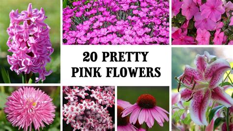 20 Pink Flower Names With Pictures