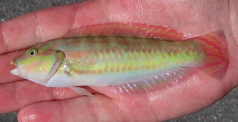 Wrasse Slippery Dick Uconn Fishhead