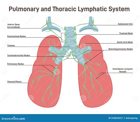 Thoracic Duct Anatomical Vector Illustration Diagram Medical Scheme