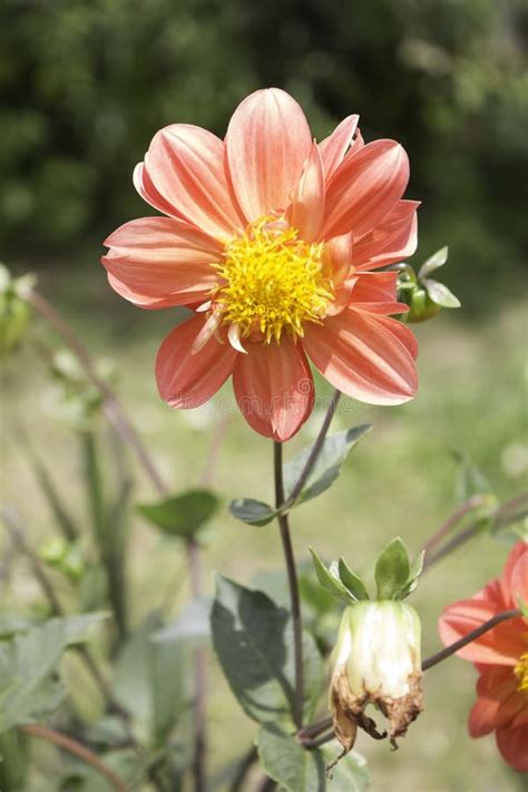 Dahlia Is A Genus Of Bushy Tuberous Herbaceous Perennial Plants