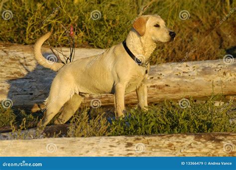 Yellow Lab Pointing
