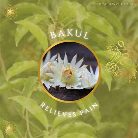 Adora Winquist On Linkedin Aromatherapy Modernalchemy Wholistichealth Naturalwellness