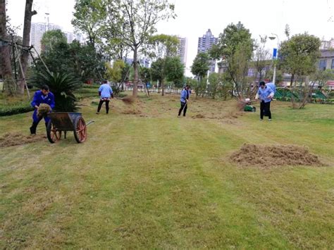 【成都景观设计公司】：草坪交播——冬日绿泽 成都禾润景观 设计 现代、艺术、自然、和谐作品，创造人与自然和谐之美