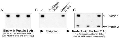 Stripping Buffer Recipe For Nitrocellulose Membrane Bryont Blog