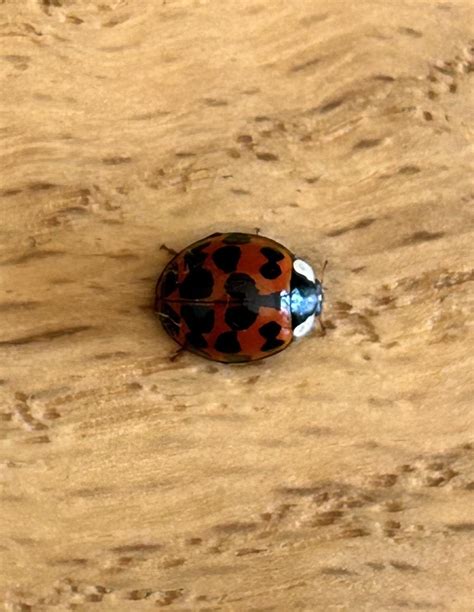 Ladybug Or Asian Beetle Scrolller