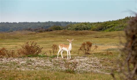 Zeeuwsebeeldennl Unieke Zeeuwse Fotografie Stockfotos