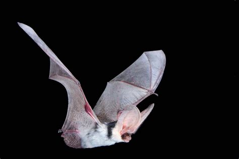 Spotted Bat Moon Dance Bat Conservation International