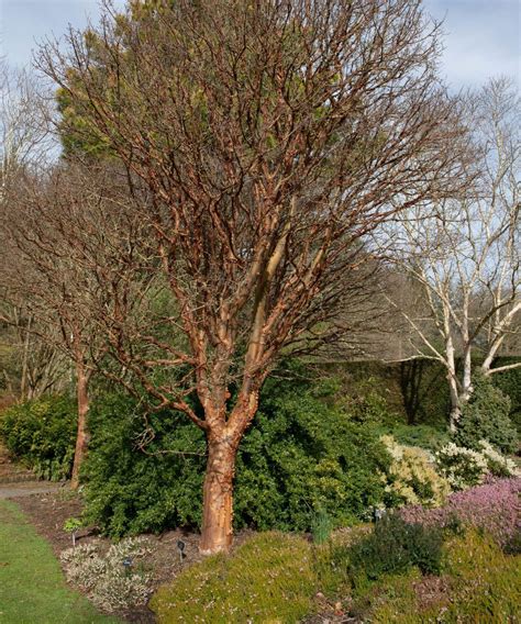 Best Trees For Small Gardens And How To Help Them Thrive Ideal Home