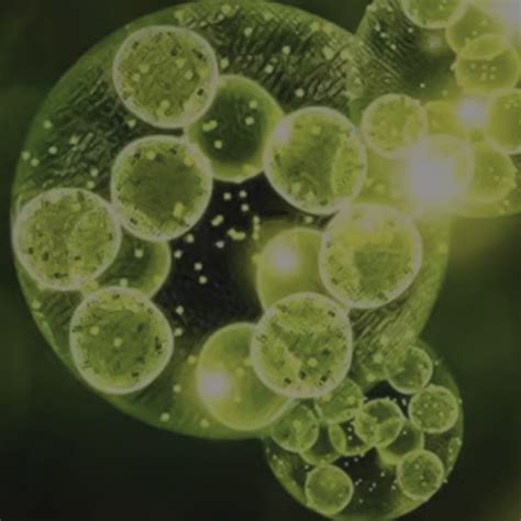 High Throughput Algae Cell Detection Kaggle