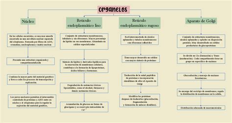 Organelos Membranosos Rer Rel Nucleo Y Mitocondria Organelos Núcleo Reticulo Endoplasmático