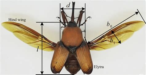 Beetle Wings Anatomy