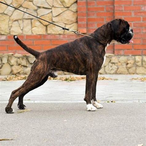 Toplan Ukrainen Belcanto Male German Boxers Kennel