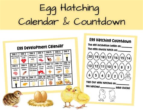 Chicken Egg Hatching Calendar