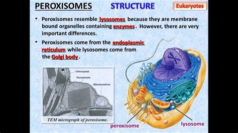 Human Brain Structure And Function