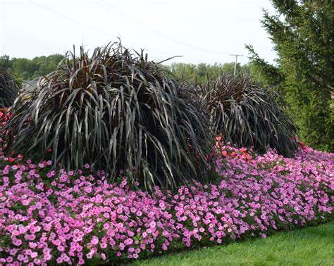 Small Ornamental Grasses With Purple Flowers