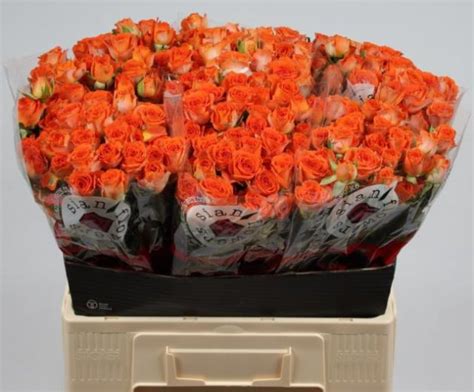 Rosa Tr Ariya Emirgan Botanik