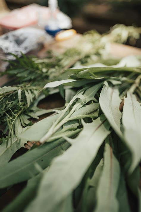 Leaf Composition Photos Download The Best Free Leaf Composition Stock