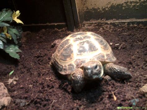 Elmos Grumpy Face Tortoise Forum