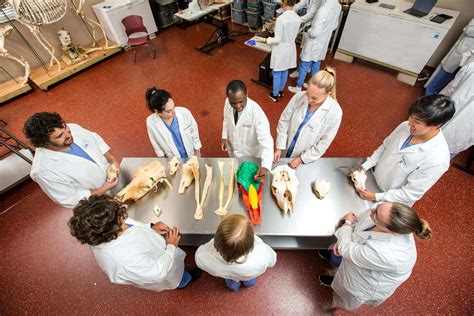 Dvm Clinical Medicine Program Smusvm