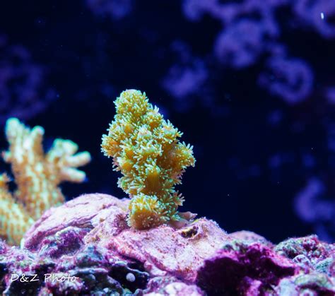 Build Thread All Sps Ada 75p Reef2reef